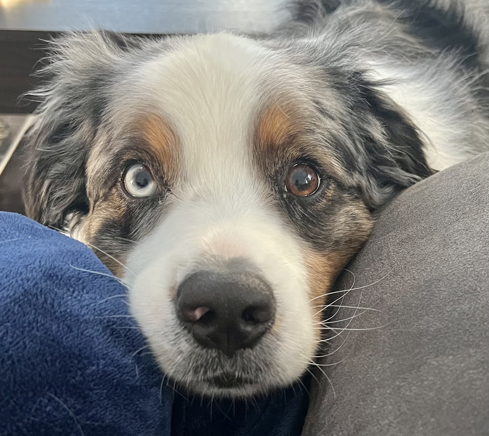 Meet Jaylea - Faith and Arrow Homestead