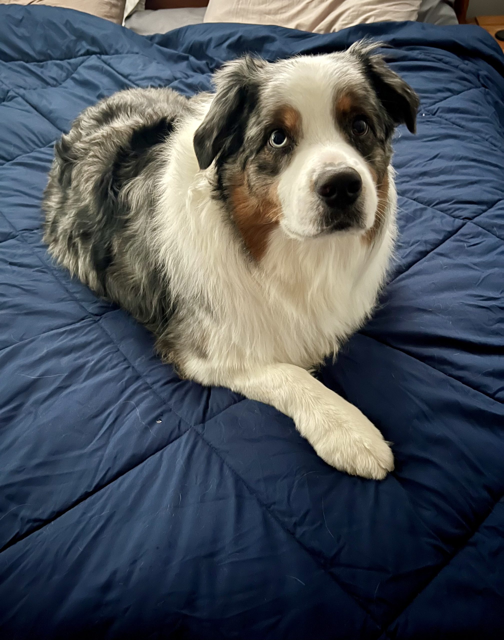 Meet Jaylea - Faith and Arrow Homestead